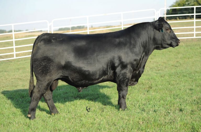 9 Peaks Ranch :: Fort Rock, Oregon :: The First Choice Bull Sale
